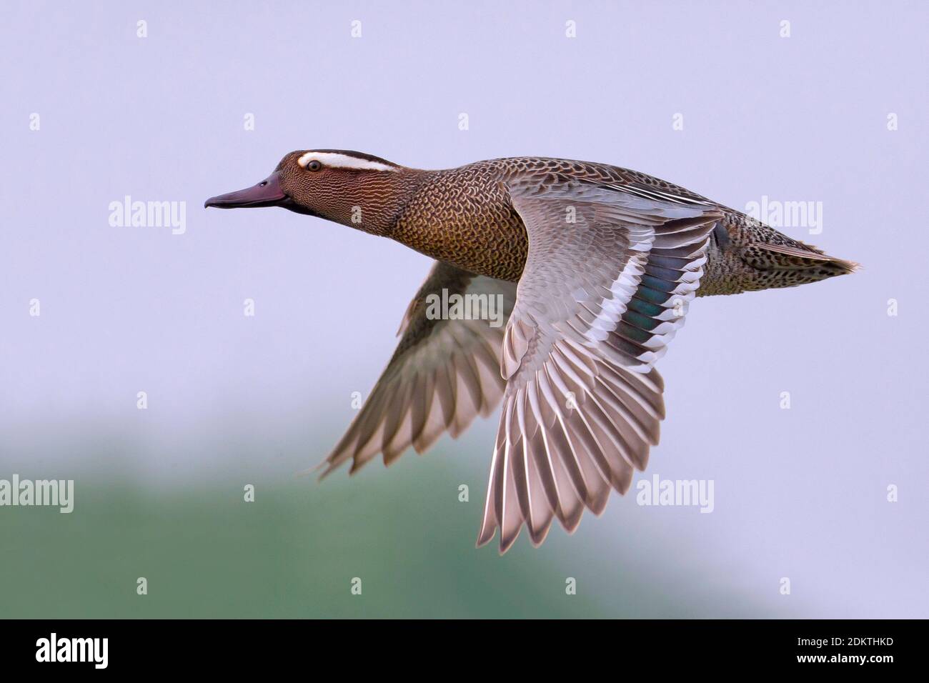 Mannetje Zomertaling in de vlucht; Male Garganey in flight Stock Photo ...