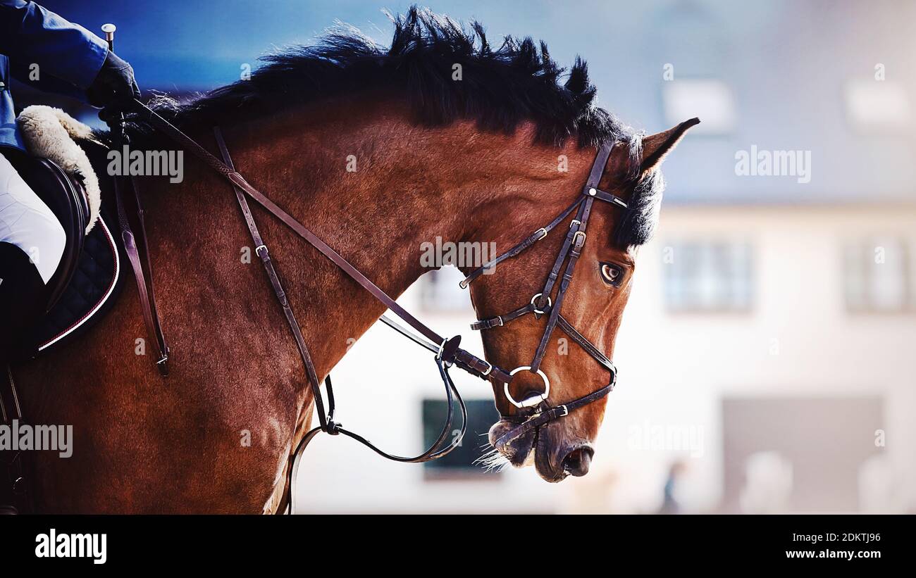 Riding on the neck hi-res stock photography and images - Alamy