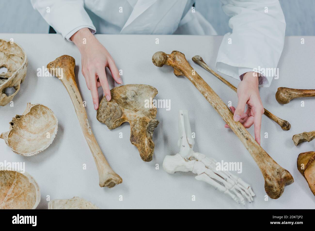 Real human bones hi-res stock photography and images - Alamy
