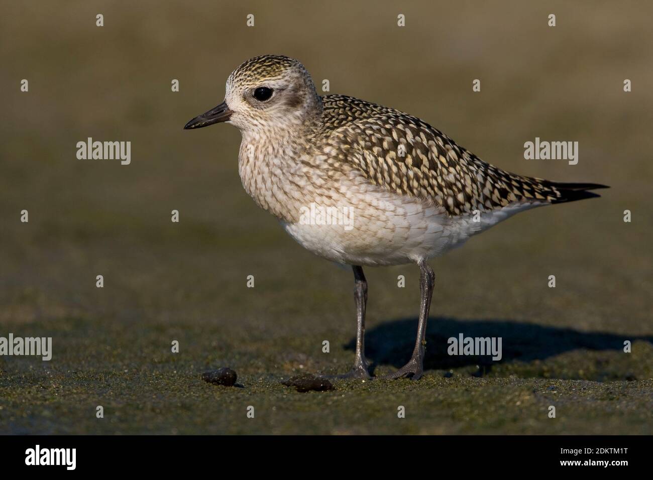 Zilverplevier foeragerend; Grey Plover feeding Stock Photo - Alamy
