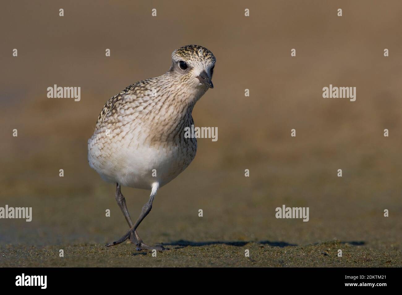 Zilverplevier pootje over; Grey Plover crossing legs Stock Photo - Alamy