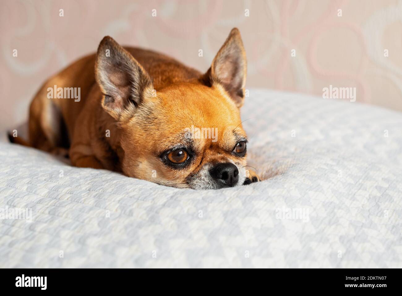 Cute female dog hi-res stock photography and images - Alamy