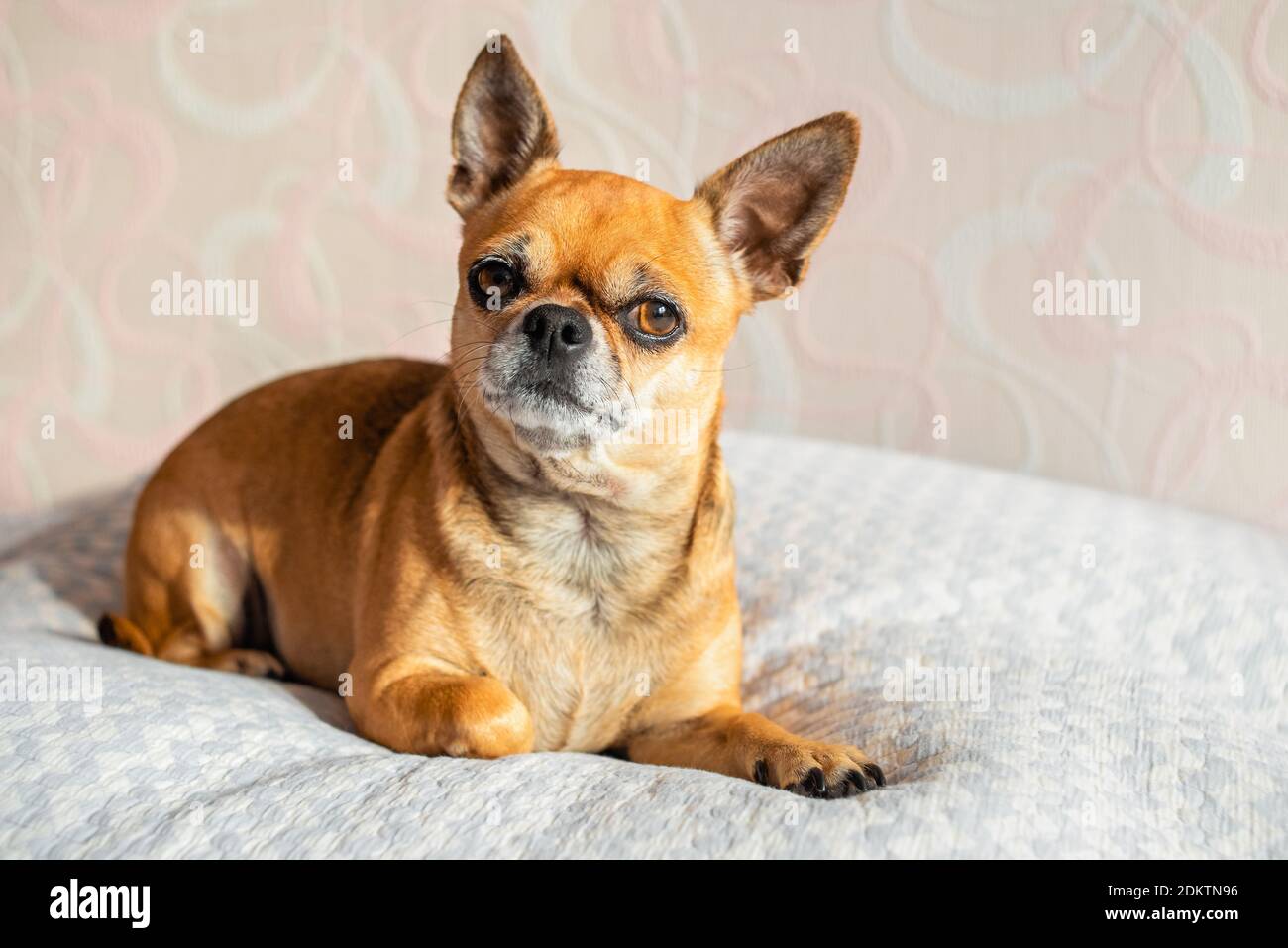 Dog laying down looking up hi-res stock photography and images - Alamy
