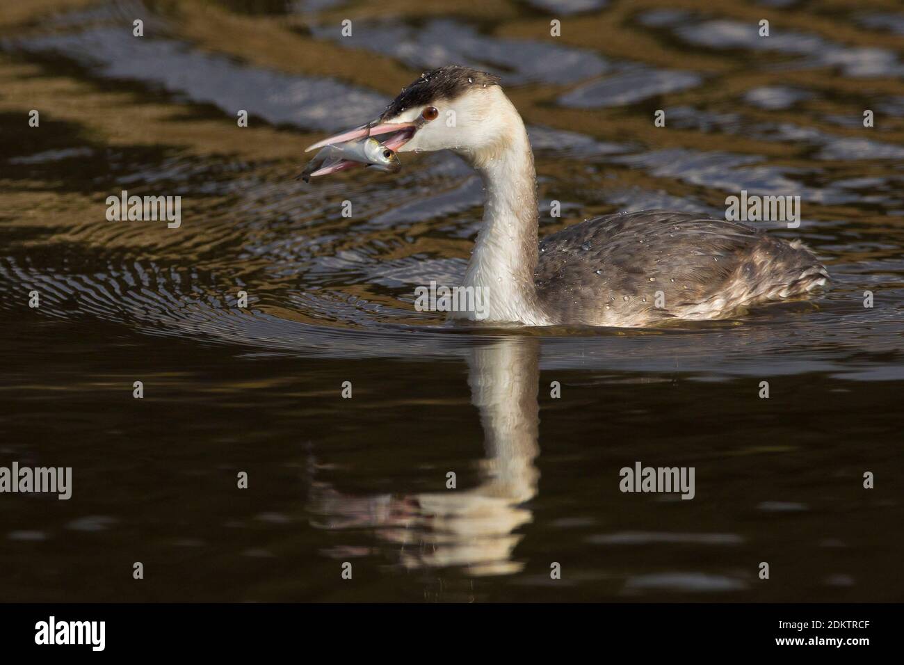Fuut in winterkleed met visje, Great Crested Grebe in winterplumage ...