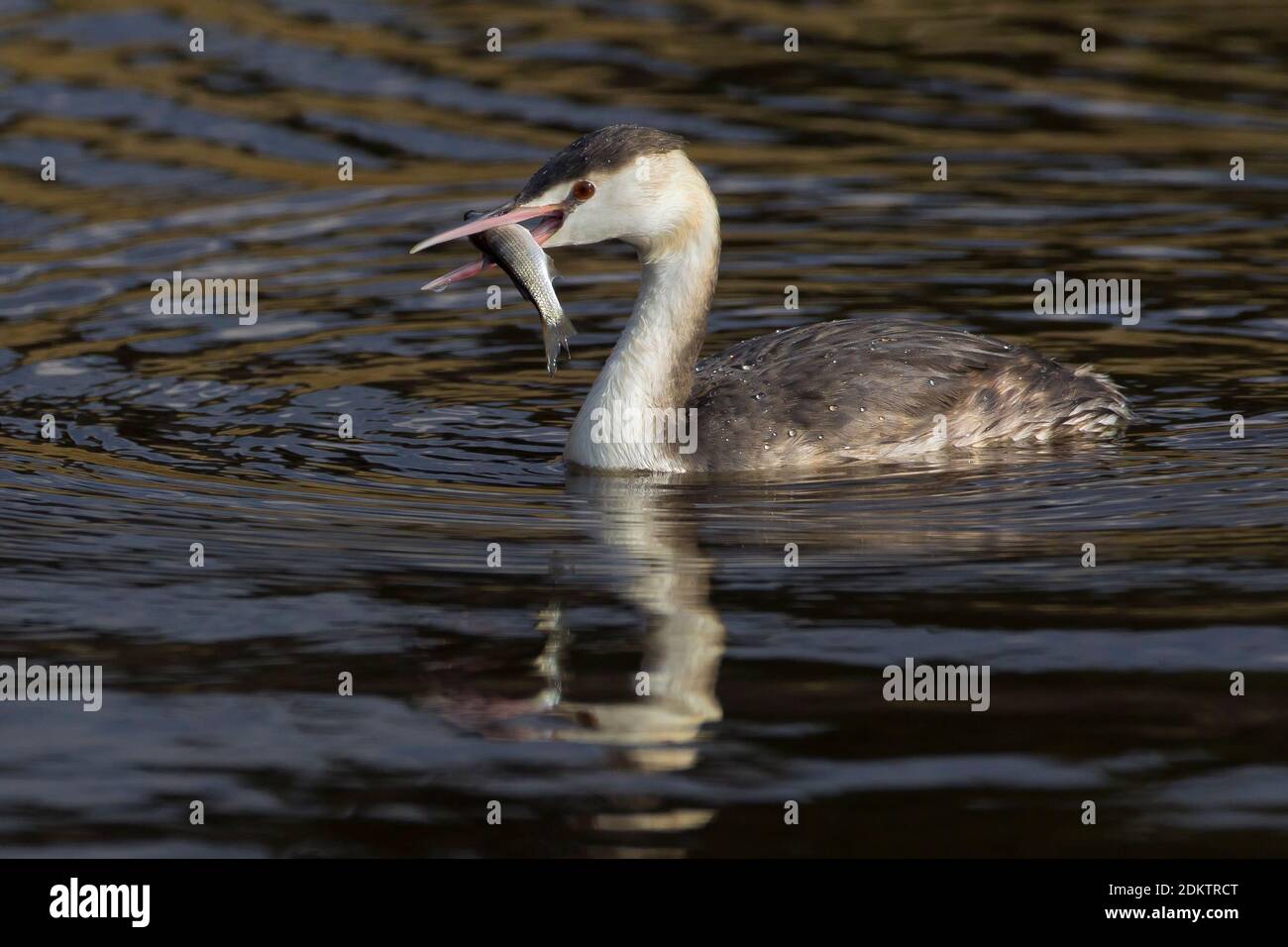Fuut in winterkleed met visje, Great Crested Grebe in winterplumage ...