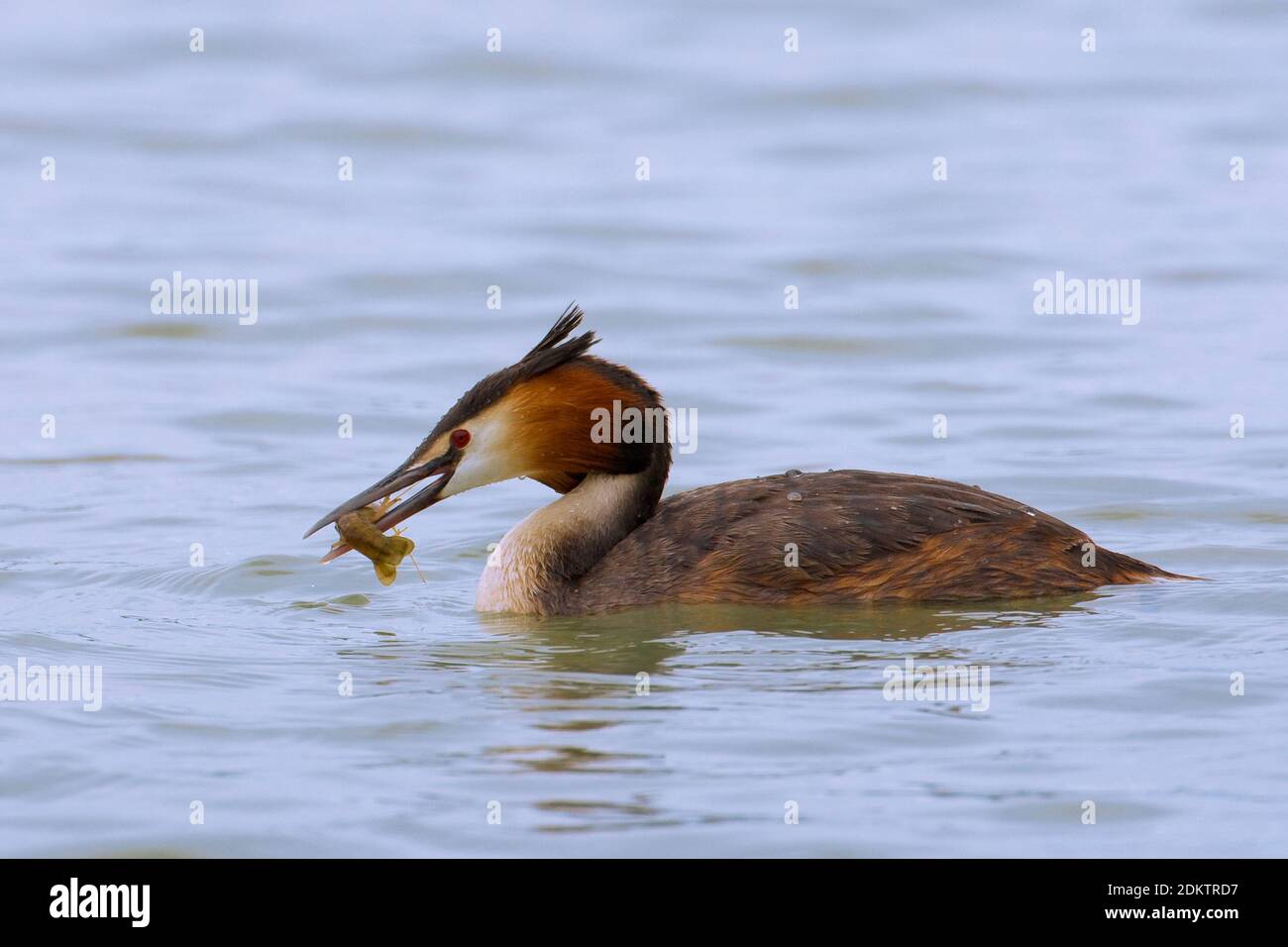 Volwassen Fuut in zomerkleed met vis; Adult Great Crested Grebe in ...
