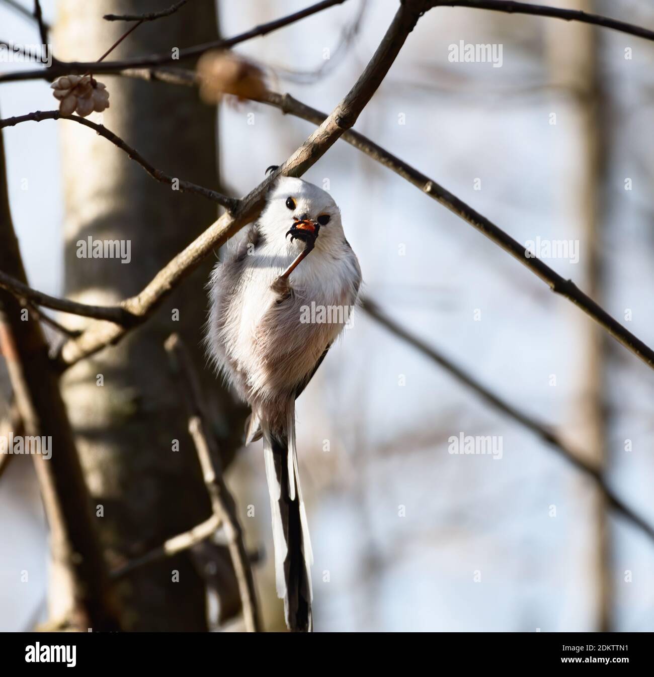 bird, natur, ast, wild lebende tiere, baum, spatz, bird, tier, wild ...