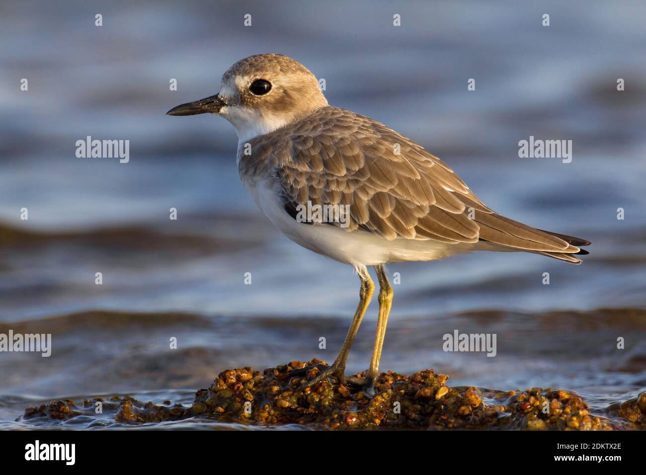 Woestijnplevier in eerste winterkleed; Greater Sand Plover in first ...