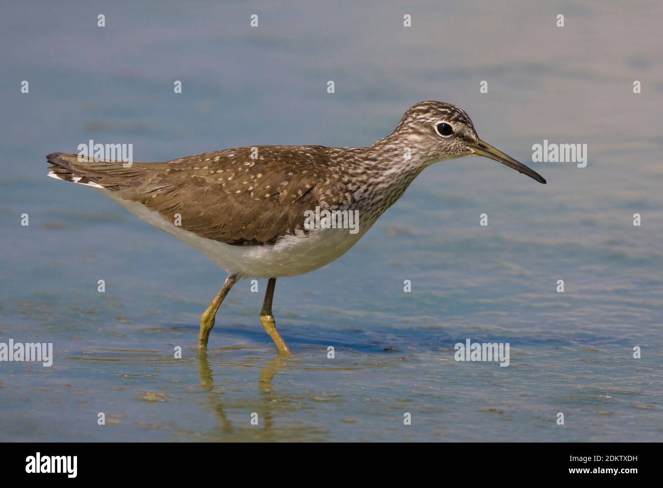 Wadende Witgat; Wading Green Sandpiper Stock Photo - Alamy