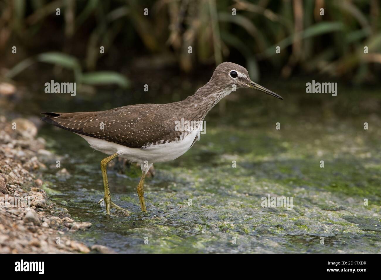 Witgat wadend; Green Sandpiper wading Stock Photo - Alamy