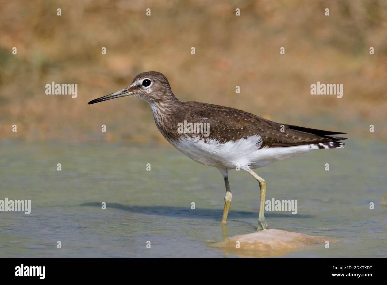 Witgat wadend; Green Sandpiper wading Stock Photo - Alamy