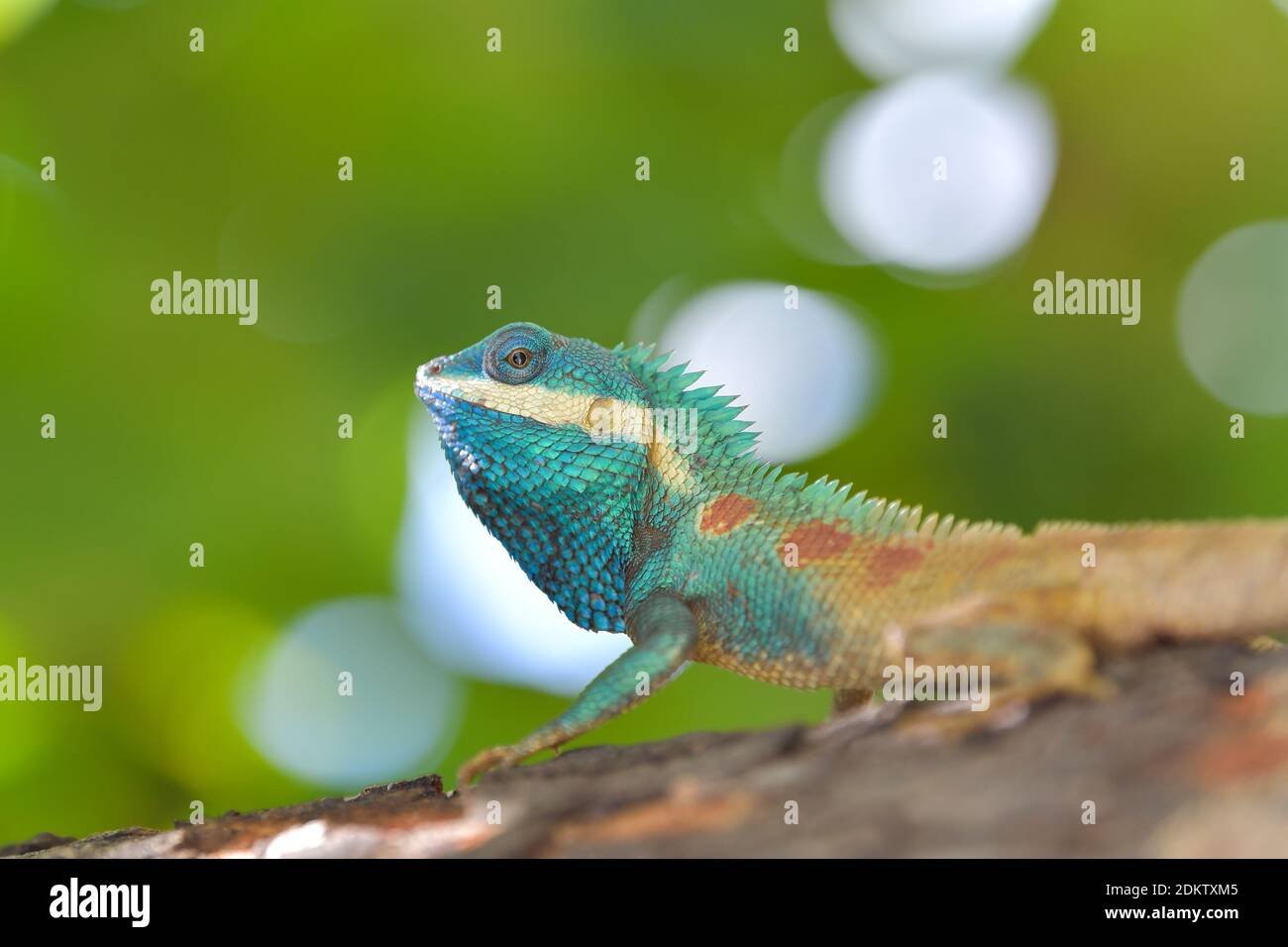 Fictional lizard hi-res stock photography and images - Alamy