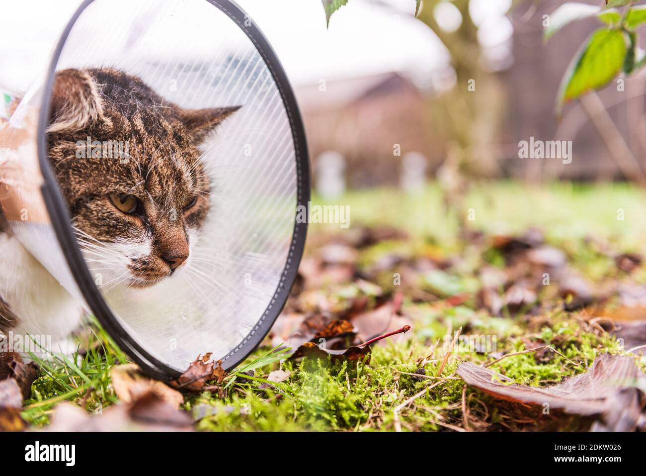 Cat Elizabethan Collar High Resolution Stock Photography and Images - Alamy