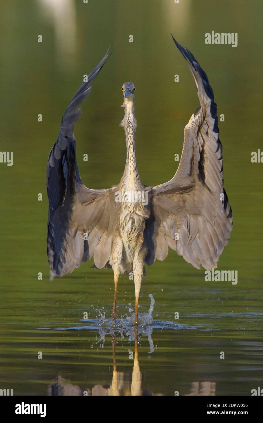 Agitated bird hi-res stock photography and images - Alamy