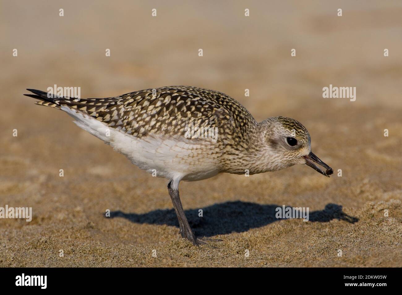 Zilverplevier winterkleed foeragerend; Grey Plover winterplumage ...