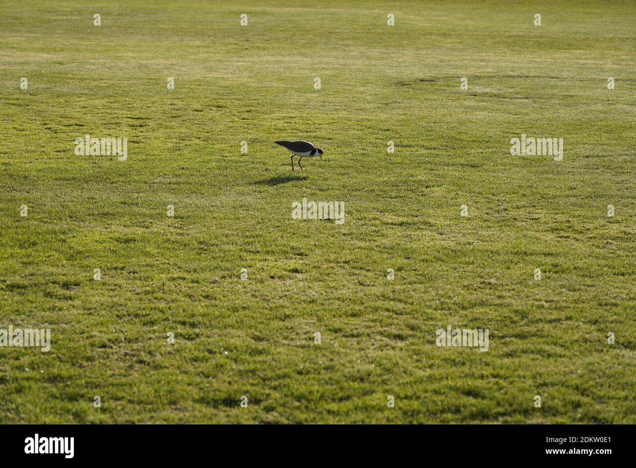 Masked Lapwing hunting for food in the grass, Australia Stock Photo - Alamy