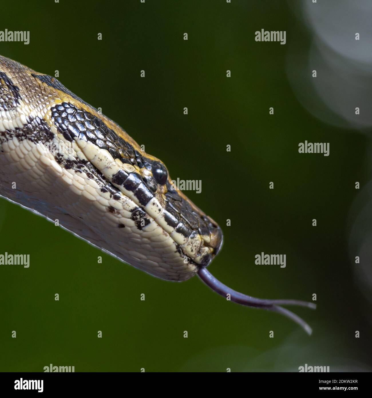 Python head hi-res stock photography and images - Alamy