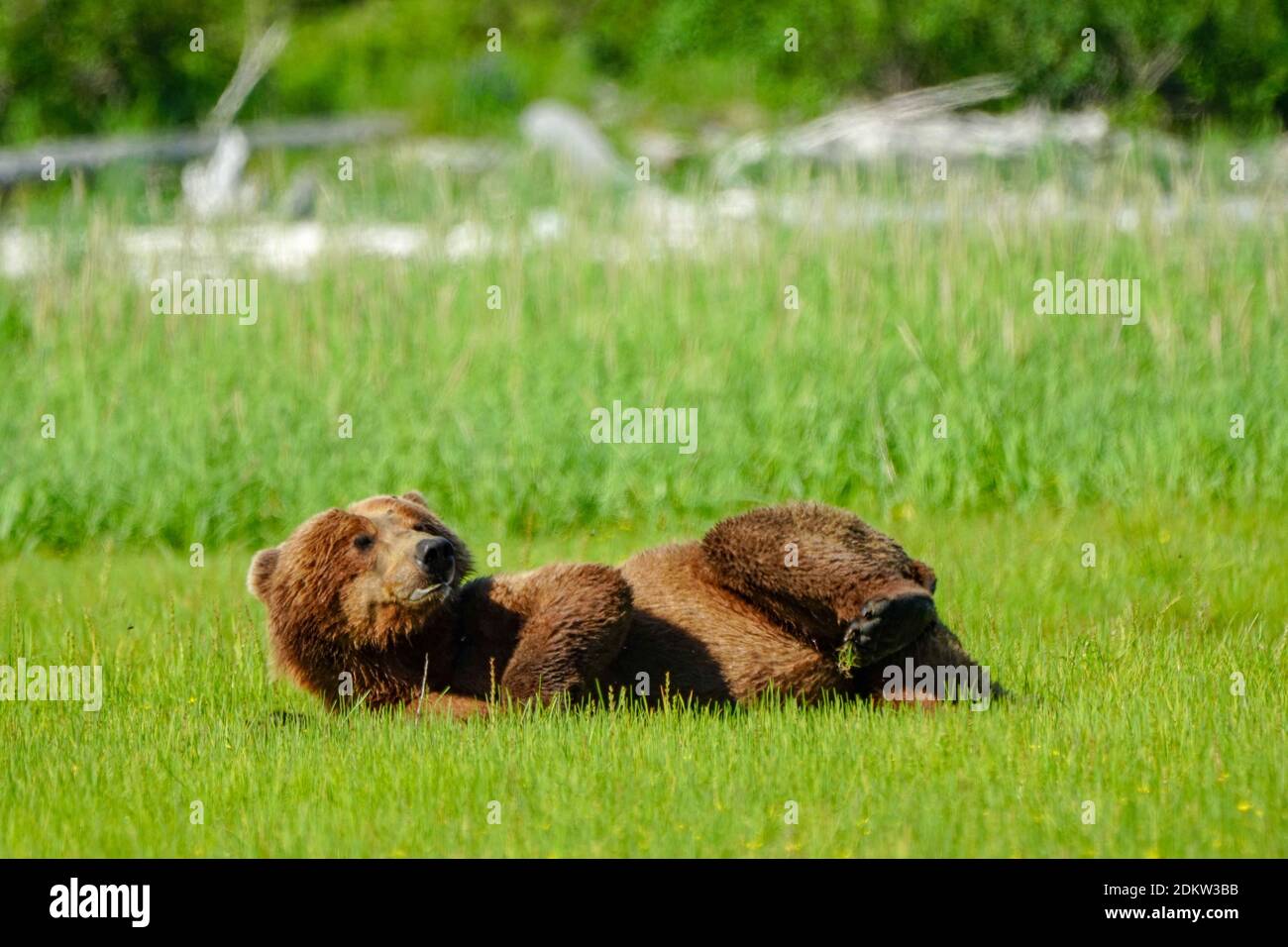 Reclining Bear High Resolution Stock Photography and Images - Alamy
