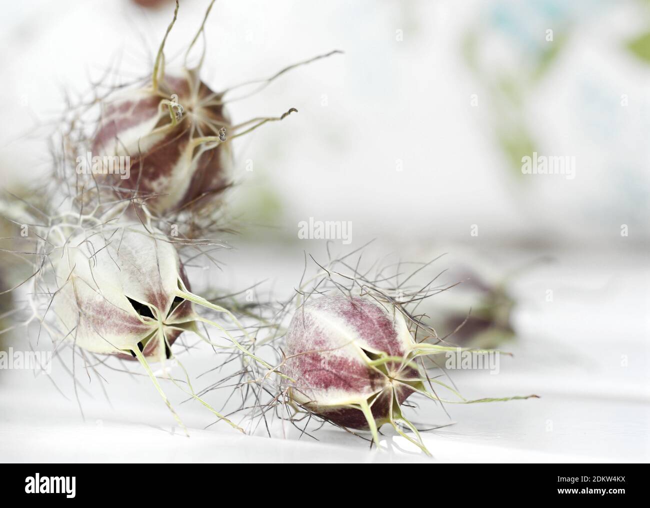 Nigela plant flower hi-res stock photography and images - Alamy