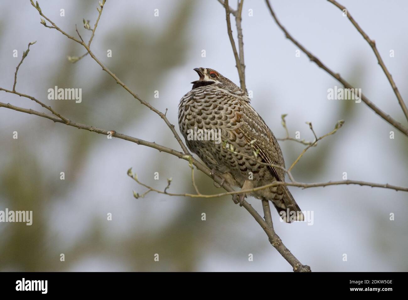 Hazel Grouse male perched in tree; Hazelhoen man zittend in zittend ...