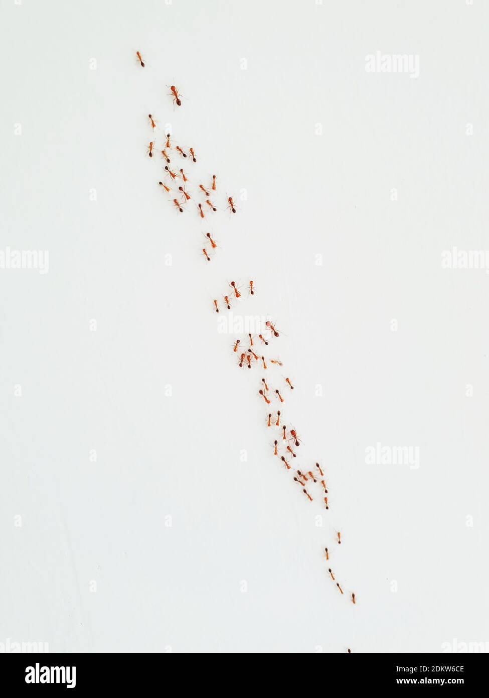 Row Of Ants High Resolution Stock Photography and Images - Alamy