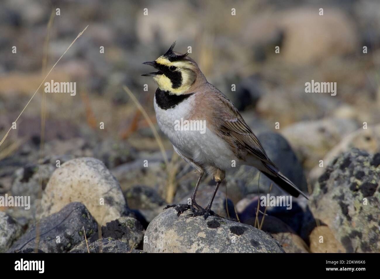 Strandleeuwerik zingend; Horned Lark singing Stock Photo - Alamy
