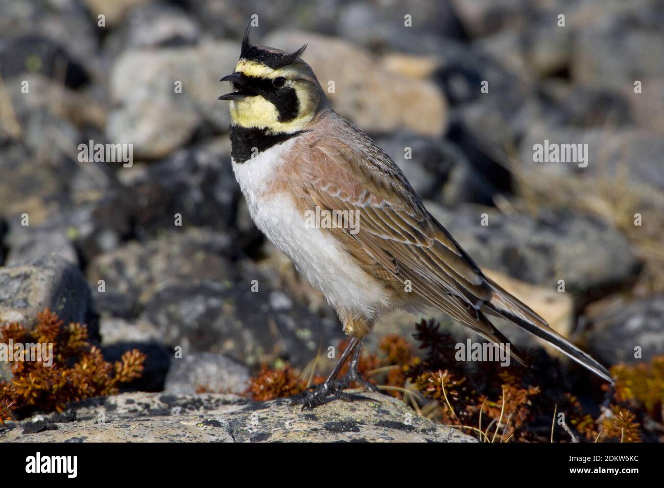 Strandleeuwerik zingend; Horned Lark singing Stock Photo - Alamy