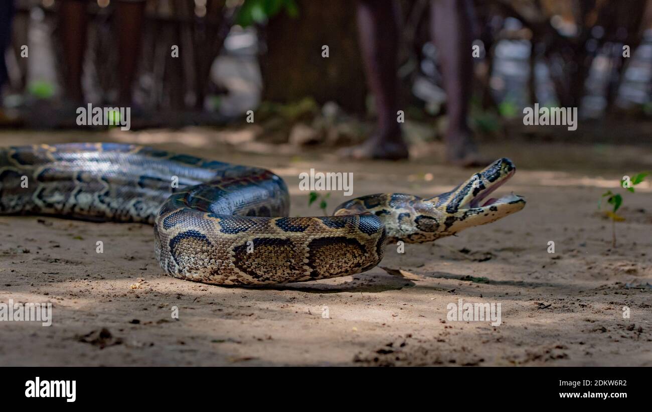 Python Strike High Resolution Stock Photography and Images - Alamy
