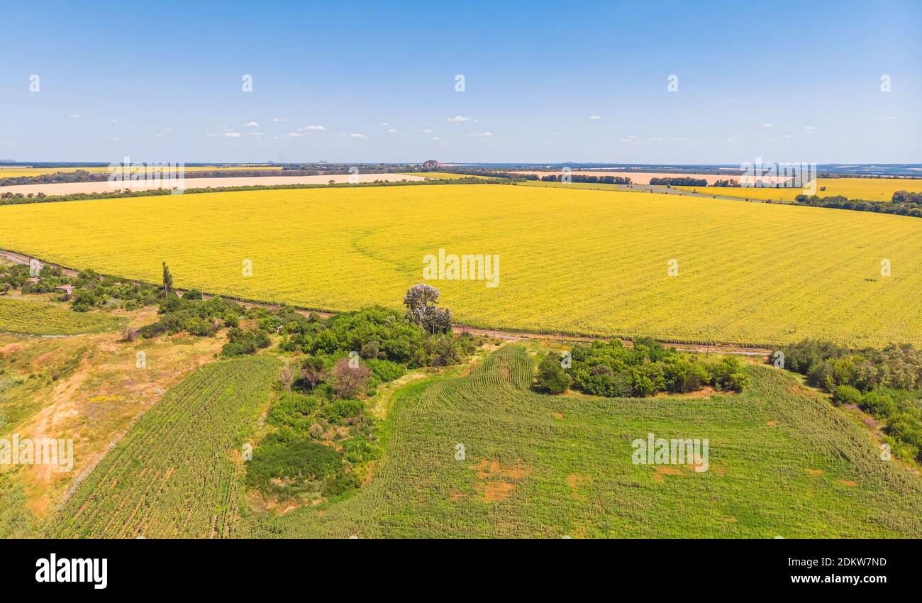 Aerial Flying over Blooming yellow sunflowers field with blue cloudless ...