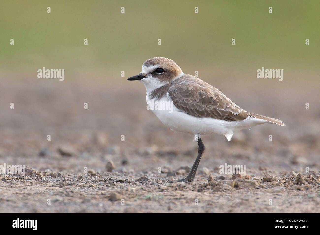 Juveniele Strandplevier, Juvenile Kentish Plover Stock Photo - Alamy