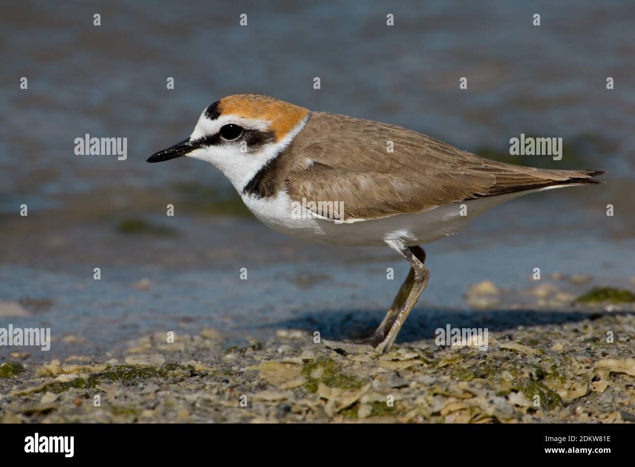 Kentish Plover male; Strandplevier man Stock Photo - Alamy