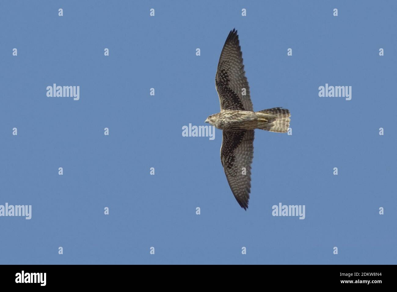 Lanner Falcon in flight, Lannervalk in vlucht Stock Photo - Alamy
