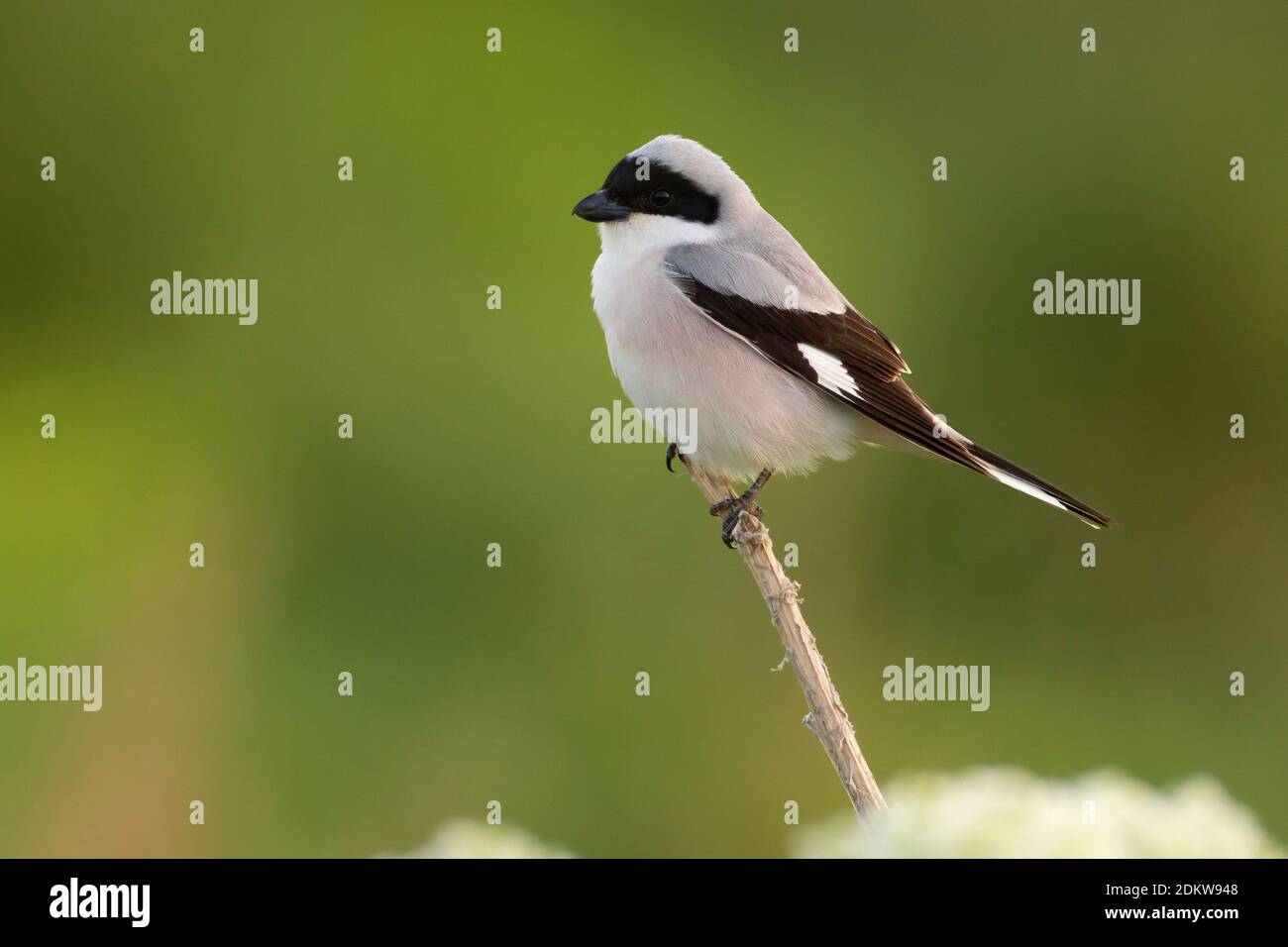 Kleine klapekster hi-res stock photography and images - Alamy