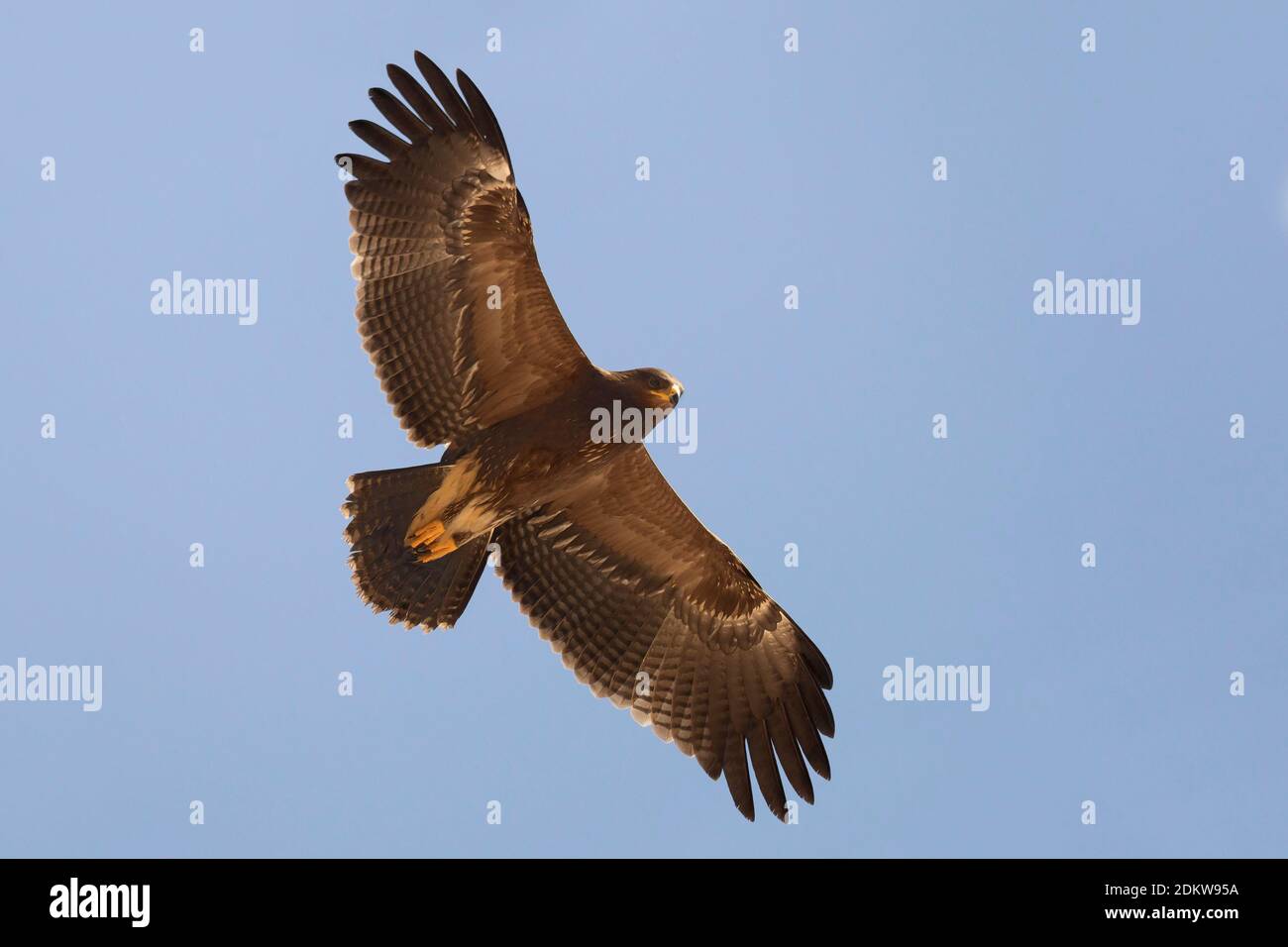 Juveniele Schreeuwarend in de vlucht; Juvenile Lesser Spotted Eagle in ...