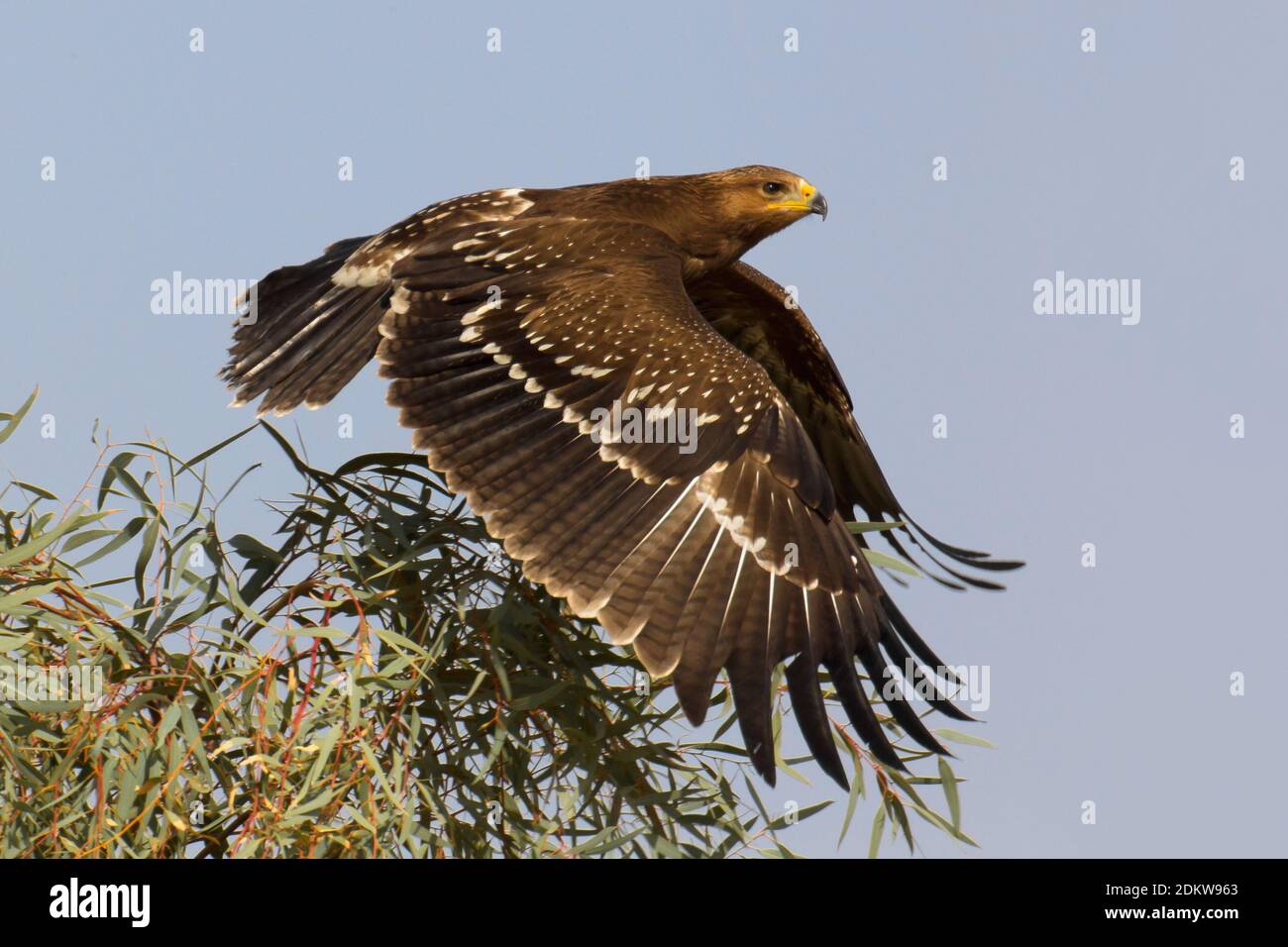 Juveniele Schreeuwarend in de vlucht; Juvenile Lesser Spotted Eagle in ...
