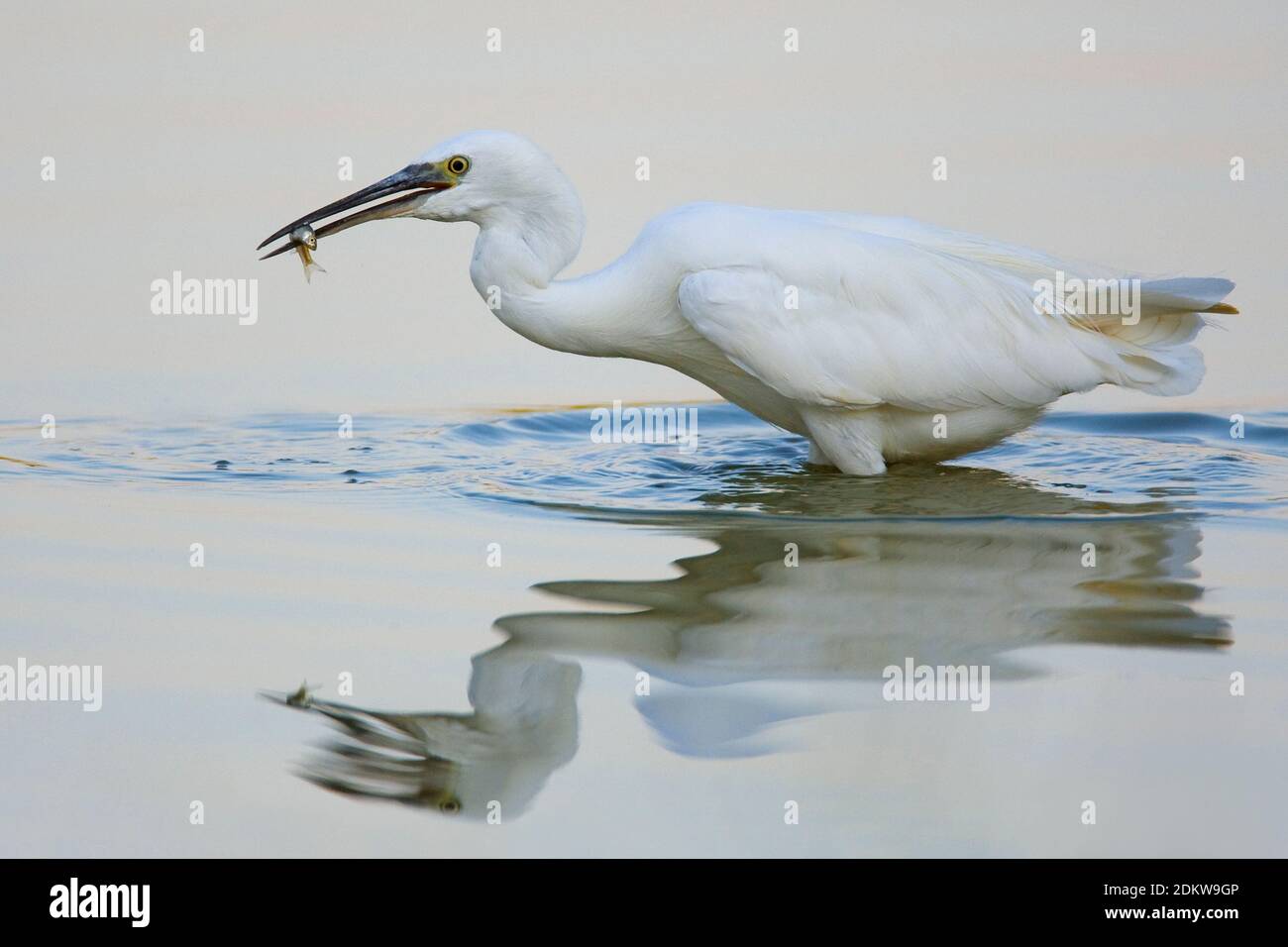 Foeragerende Kleine Zilverreiger; Foraging Little Egret Stock Photo - Alamy