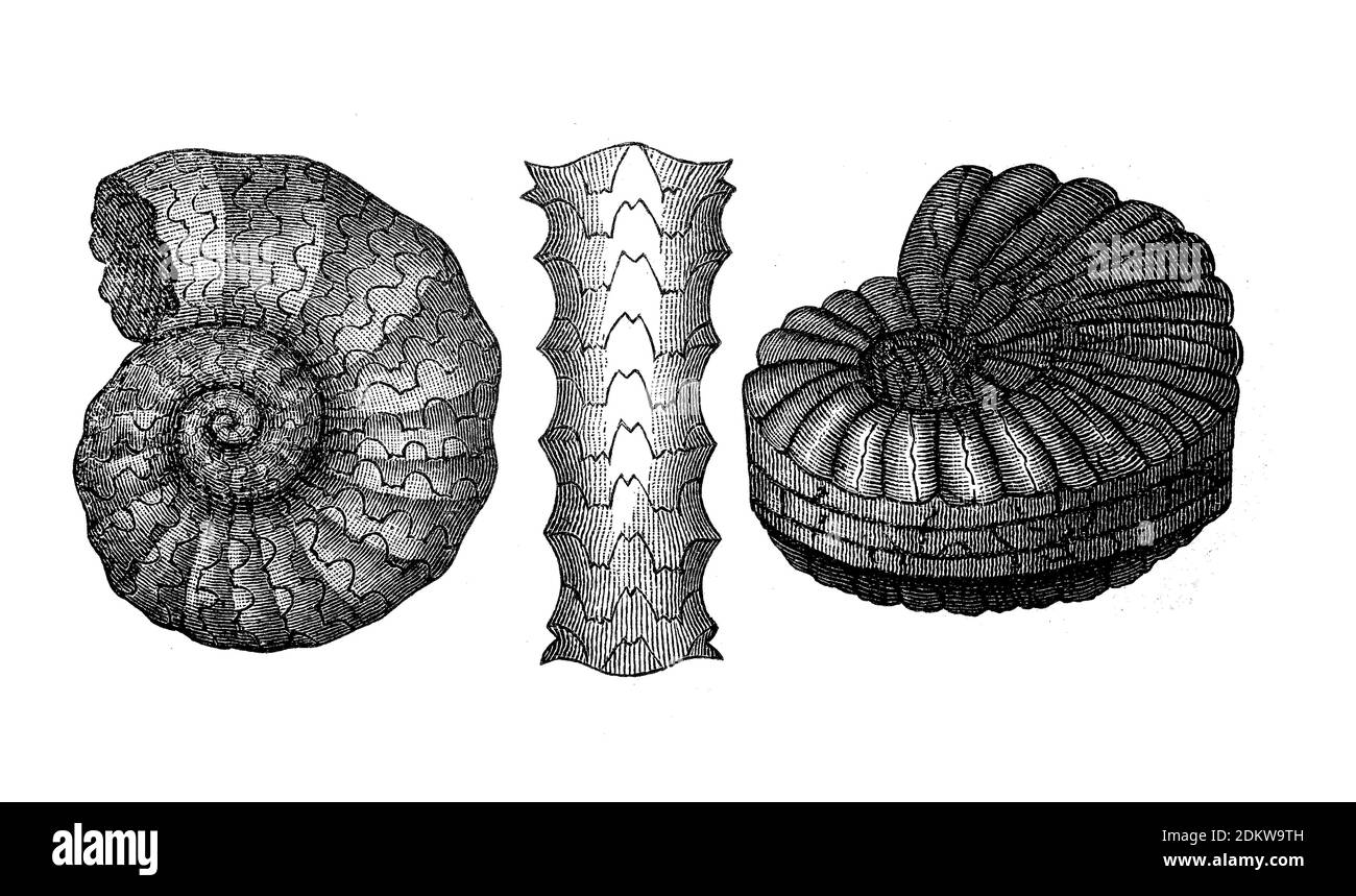 Fossilization drawing hi-res stock photography and images - Alamy