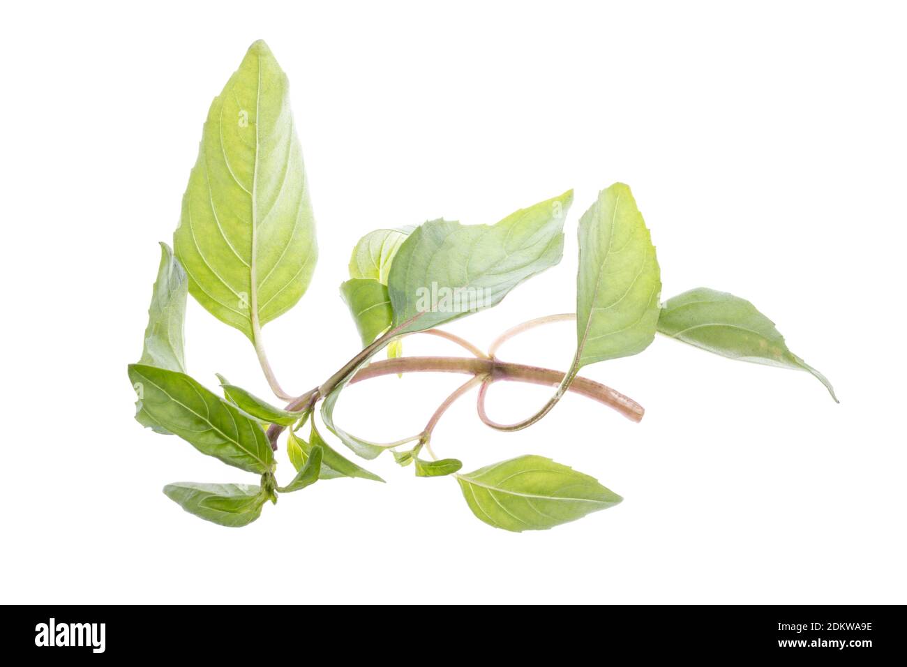 Stem of fresh green basil, close-up on the white background Stock Photo ...