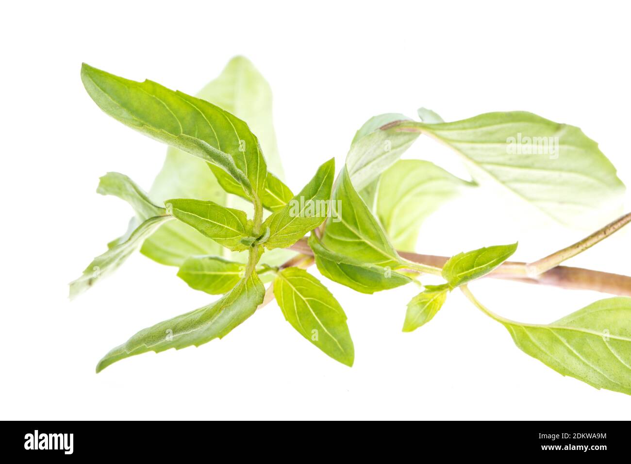 Stem of fresh green basil, close-up on the white background Stock Photo ...