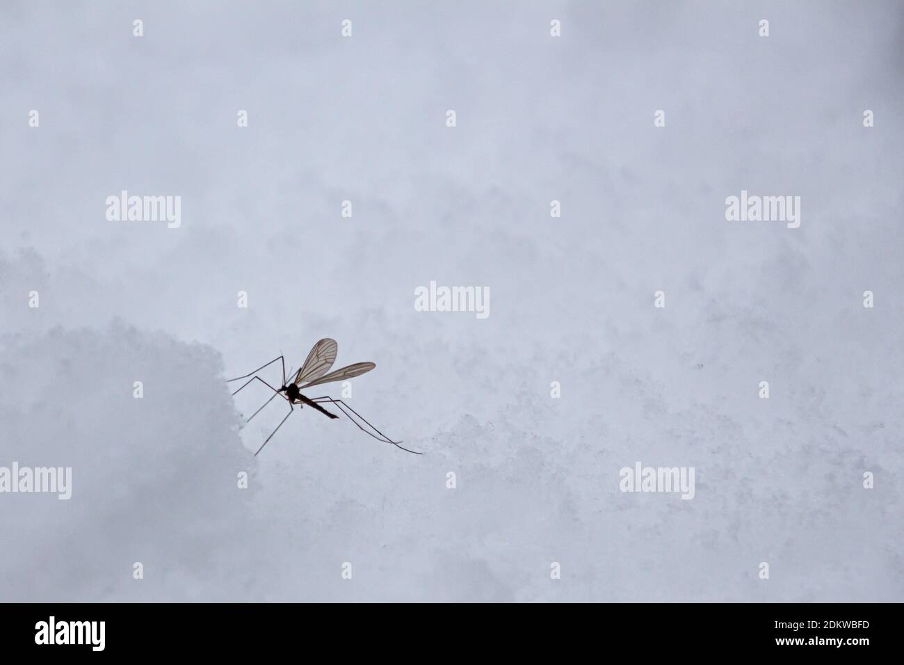 Mosquito sitting in the snow Stock Photo - Alamy