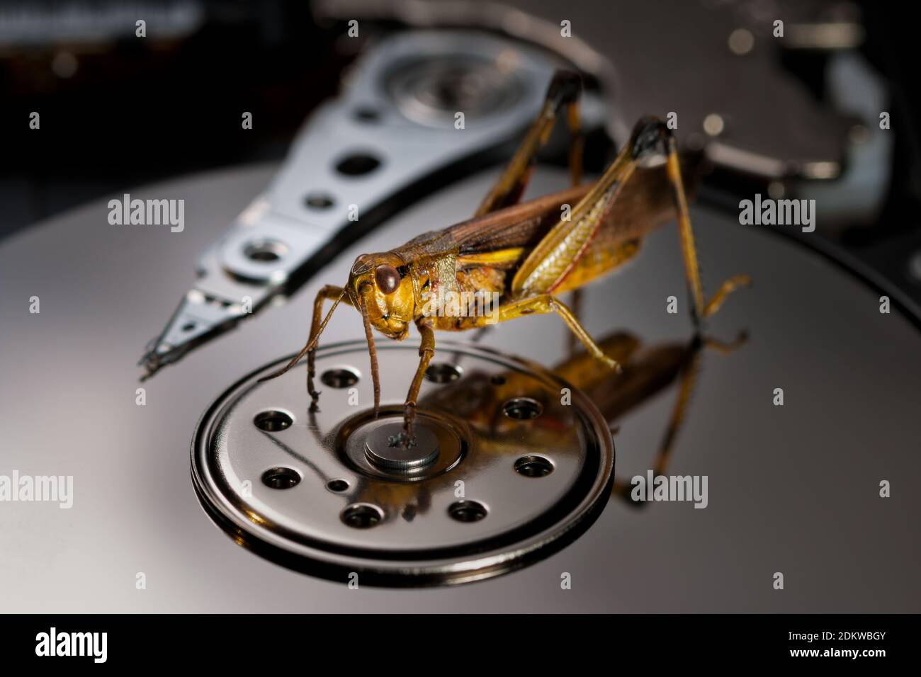 A Bug In The Machine Grasshopper Stock Photo - Alamy