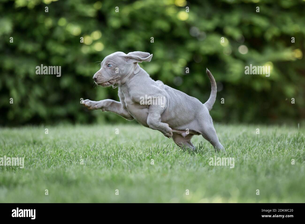 Weimaraner Puppy Running On Grass Stock Photo - Alamy