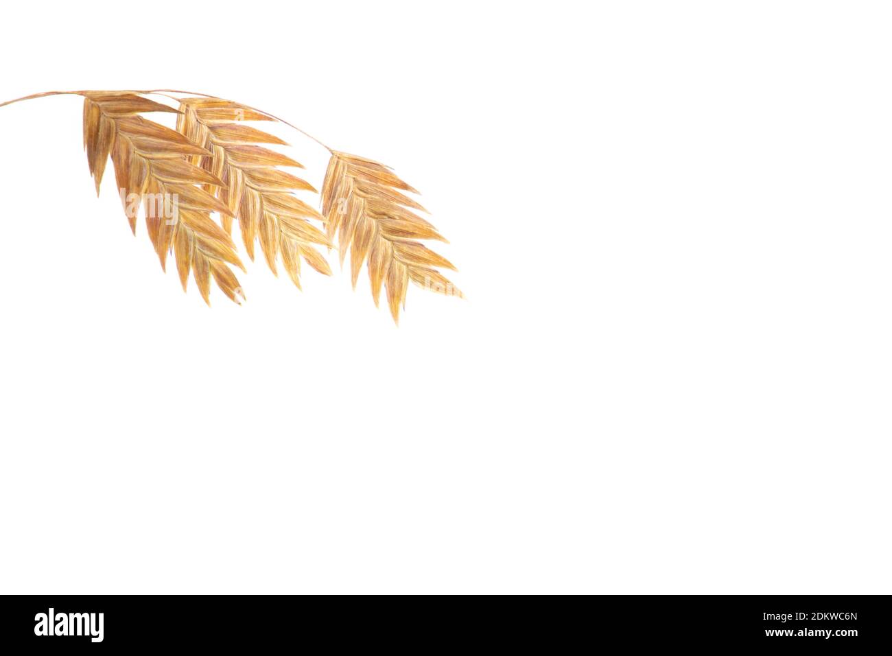 Chasmanthium latifolium or wood oats isolated on white background with ...