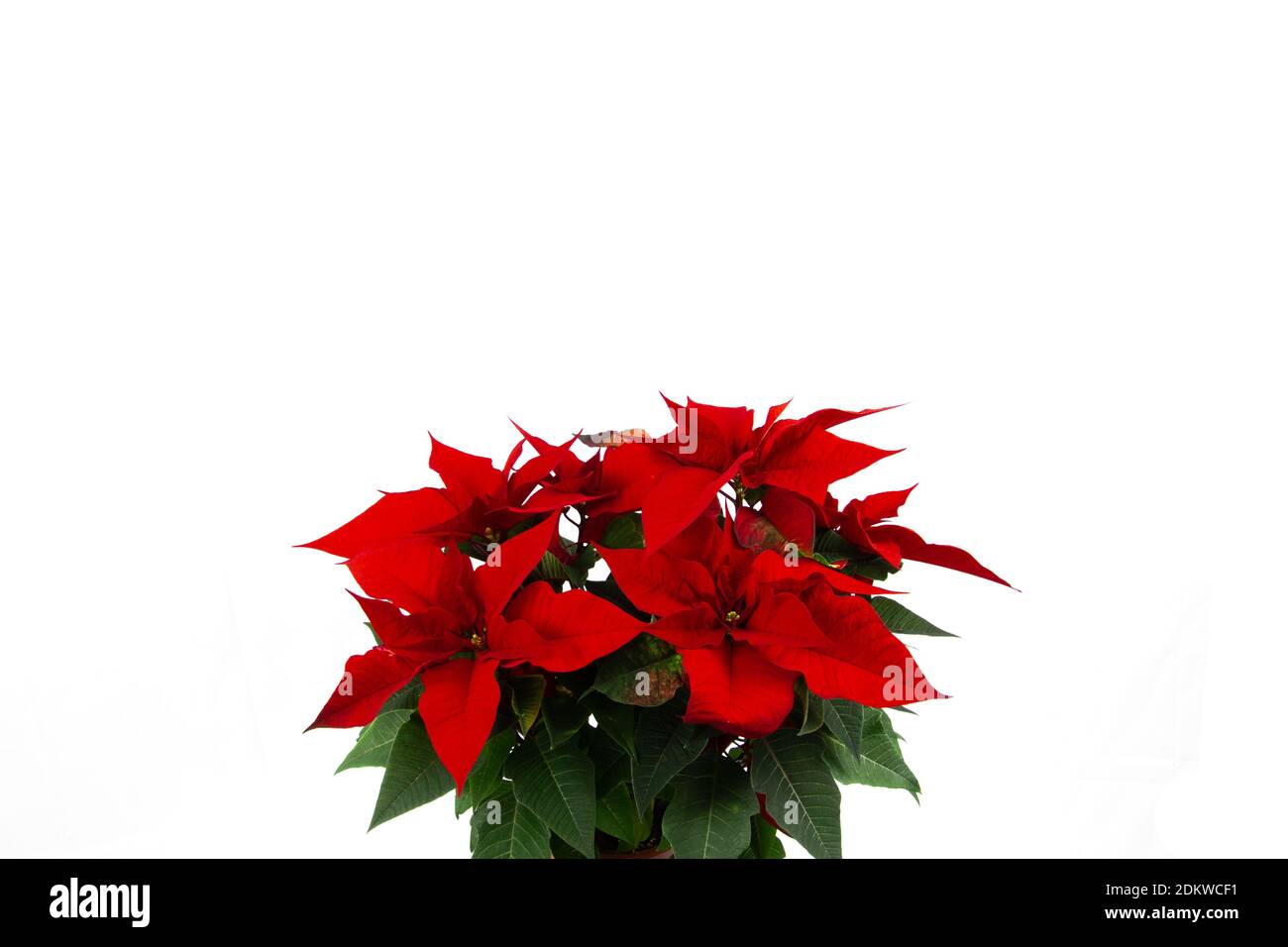 Poinsettia plant isolated on white background with copy space Stock ...