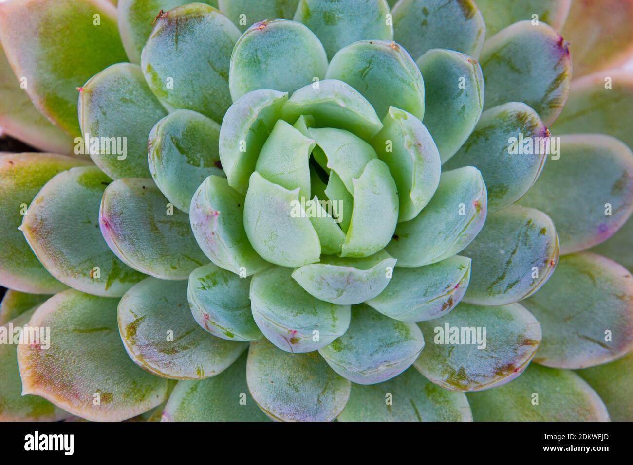 Fractal plant hi-res stock photography and images - Alamy