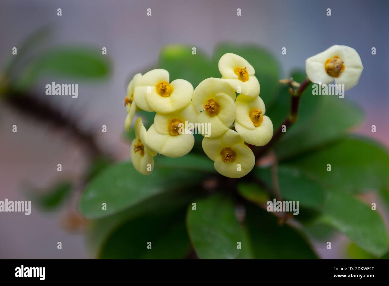 Christ thorn hi-res stock photography and images - Alamy