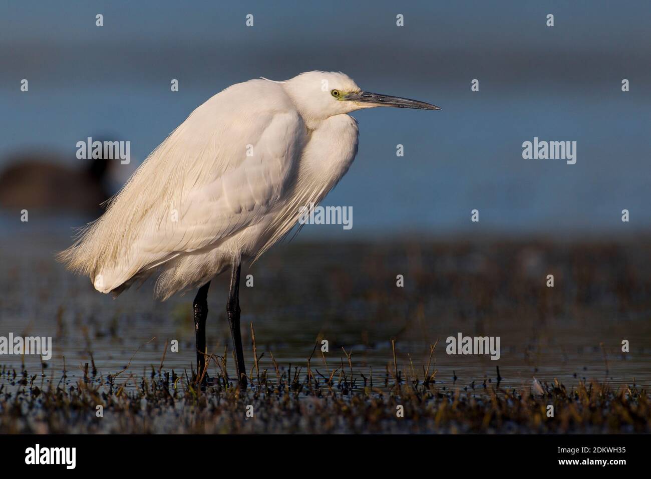 Volwassen Kleine Zilverreiger; Adult Little Egret Stock Photo - Alamy