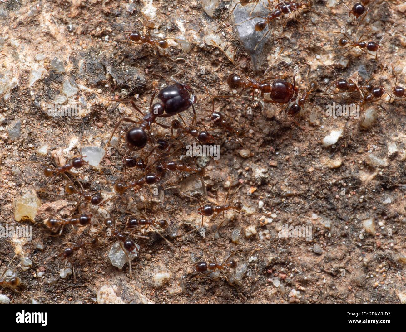Macro Photography of Group of Soldier Big Headed Ant with Worker Ants ...