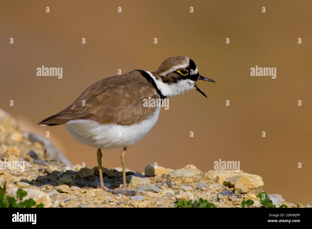 Little Ringed Plover standing; Kleine Plevier staand Stock Photo - Alamy