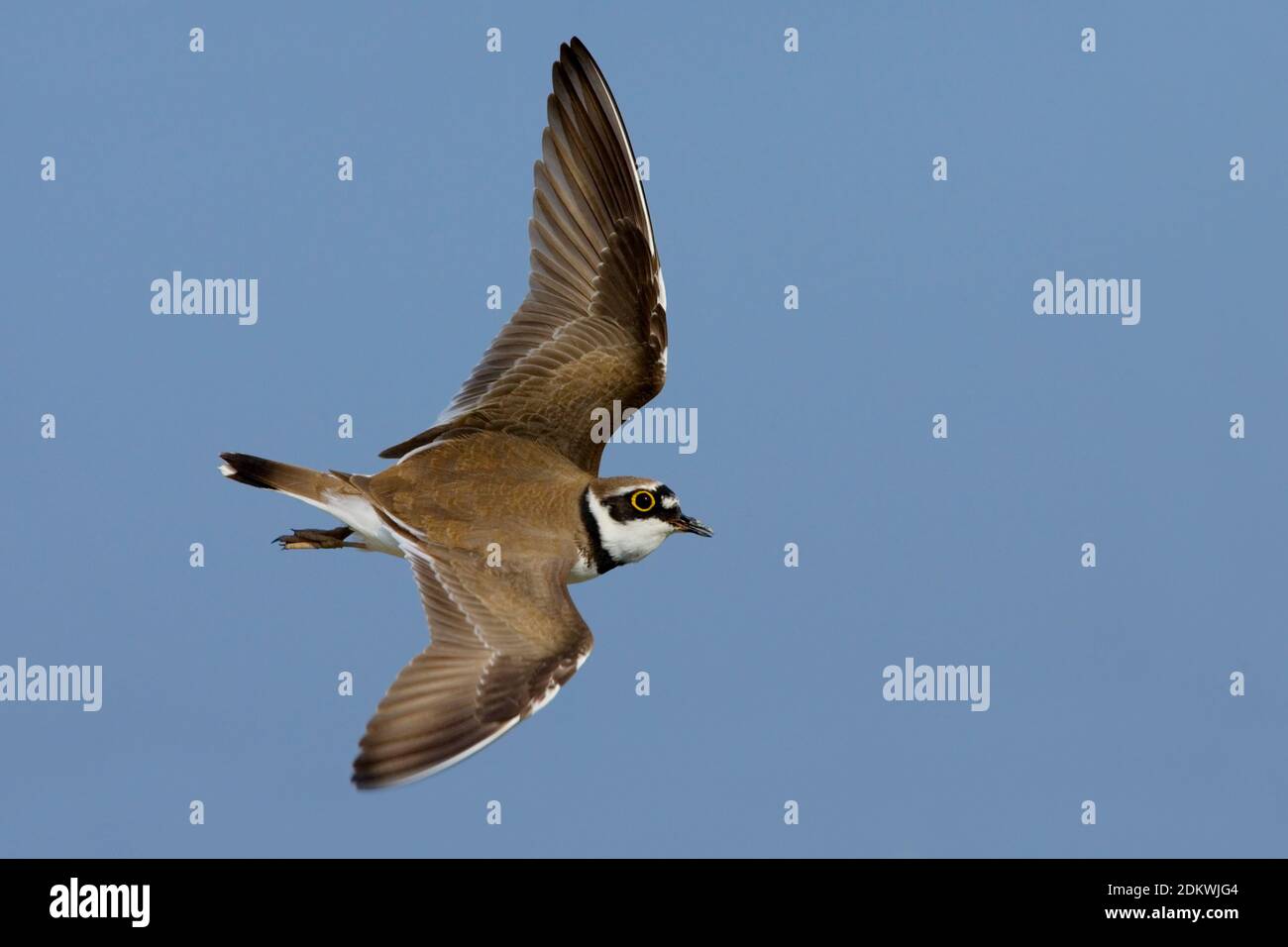 Little Ringed Plover adult flying; Kleine Plevier volwassen vliegend ...
